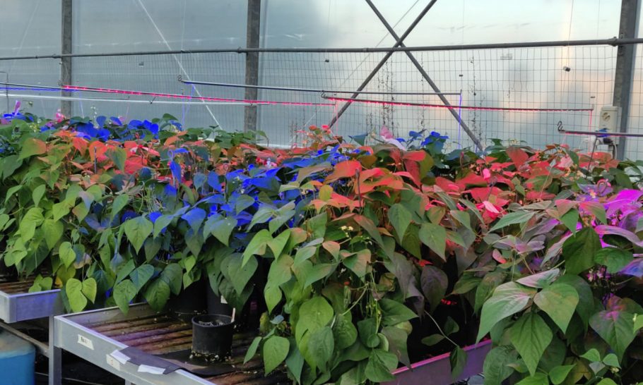 Green bean and LED light: an experiment with supplementary lightining ...