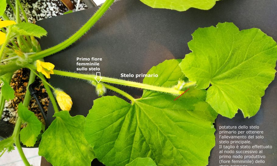 Le cucurbitacee locali sono state potate – SOILLESS-GO